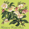 Hellebore Winter Bells Needlepoint Kit | Elizabeth Bradley Design