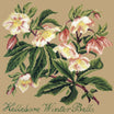 Hellebore Winter Bells Needlepoint Kit | Elizabeth Bradley Design